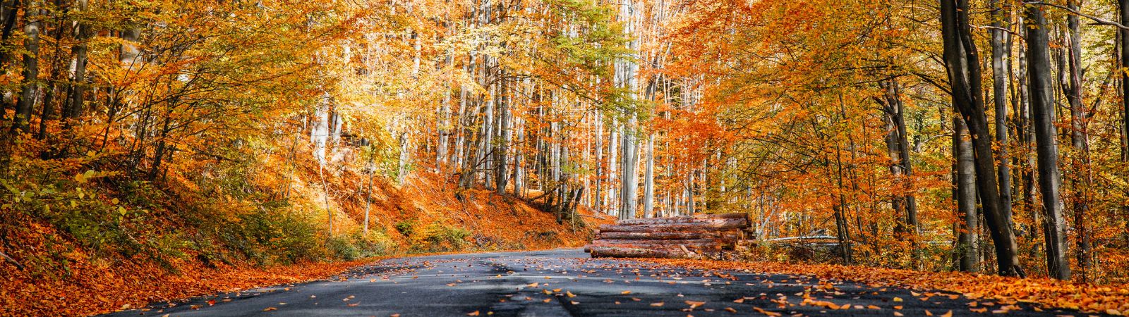 CWTSatoTravel | News Blog